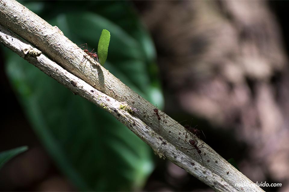 Hormigas rojas en Manuel Antonio | Nada Incluido - Blog de viajes